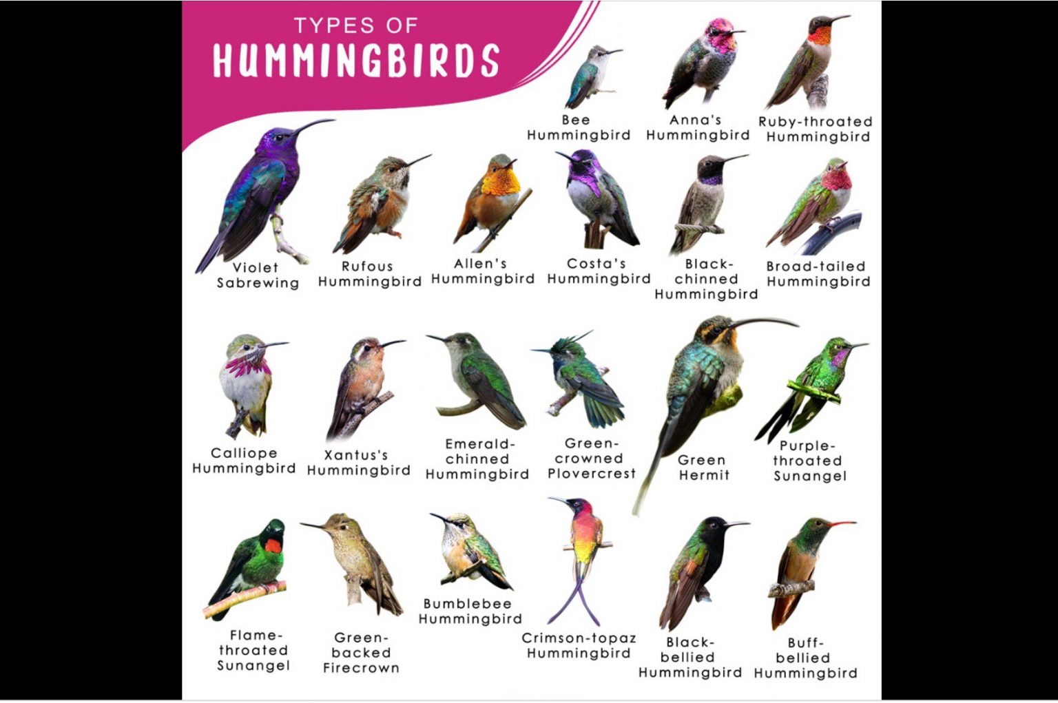 Hummingbird Facts and Interesting Tidbits